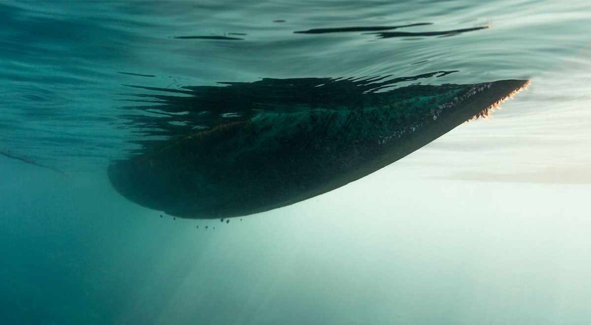 Response Sequence | Clear Seas